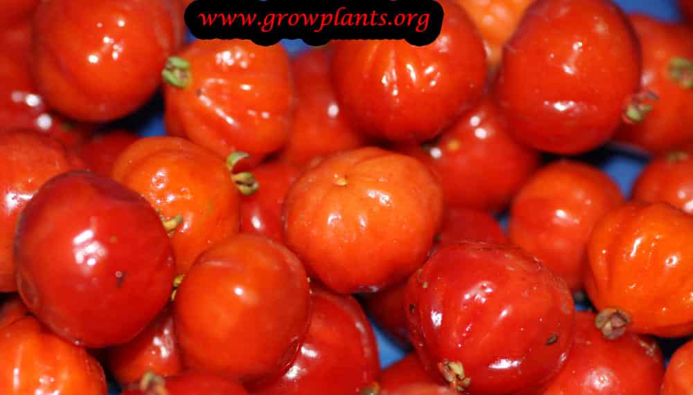 Pitanga plant - How to grow & care