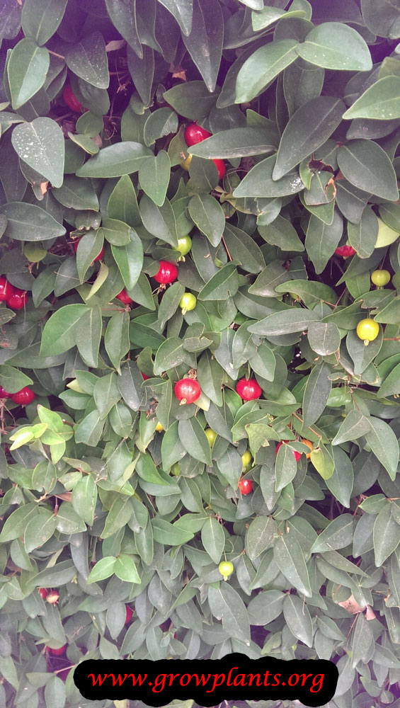 Pitanga plant - How to grow & care