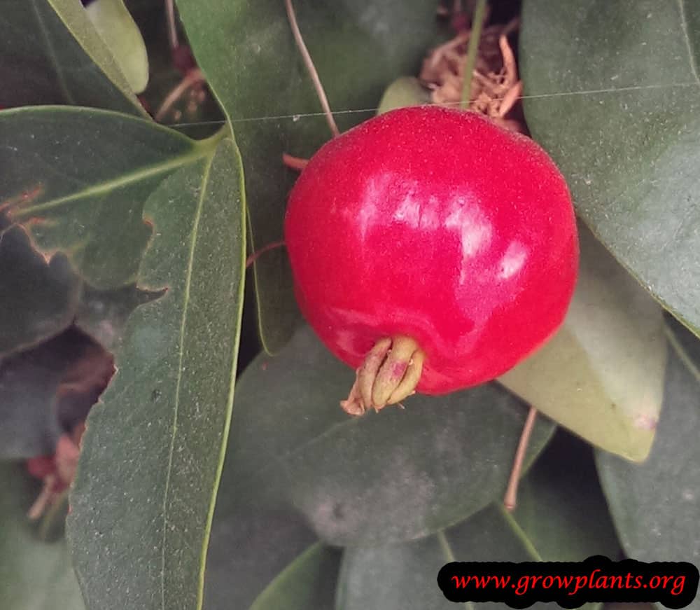 Pitanga plant - How to grow & care