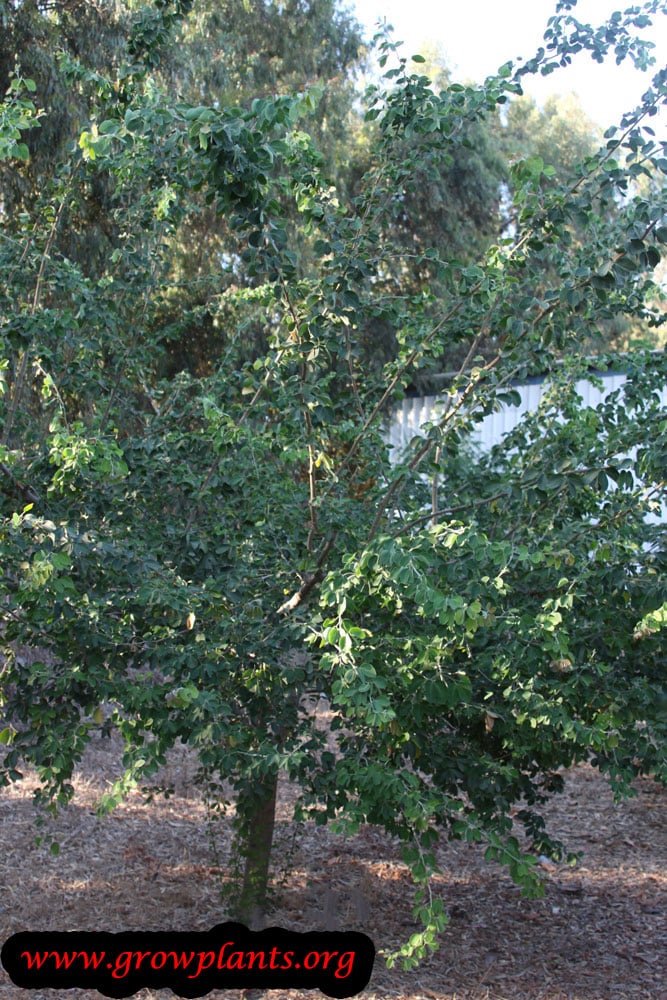 Pithecellobium dulce - How to grow & care