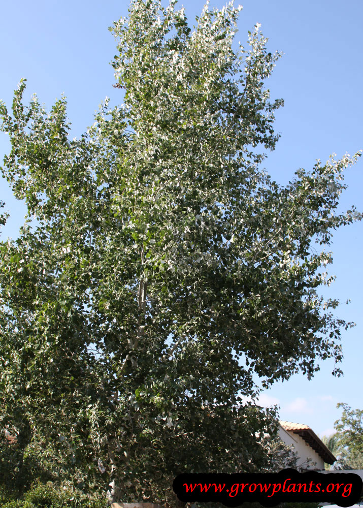 Populus alba - How to grow & care
