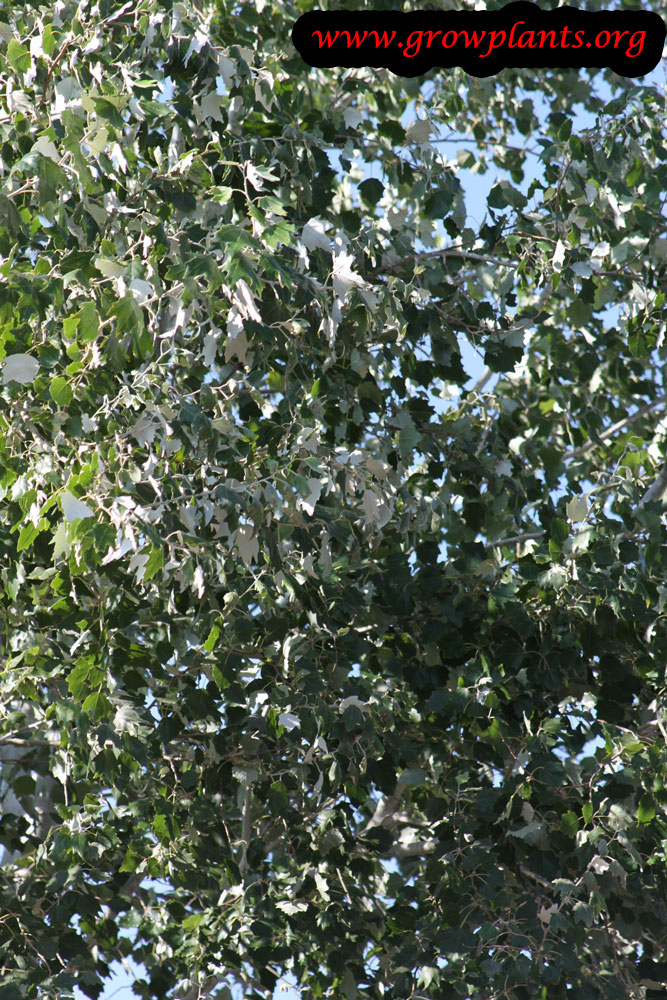 Populus alba - How to grow & care