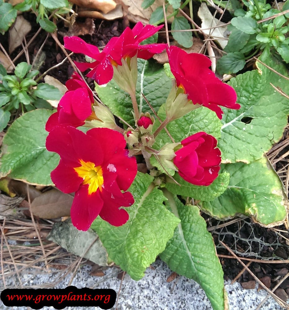 Primrose - How to grow & care
