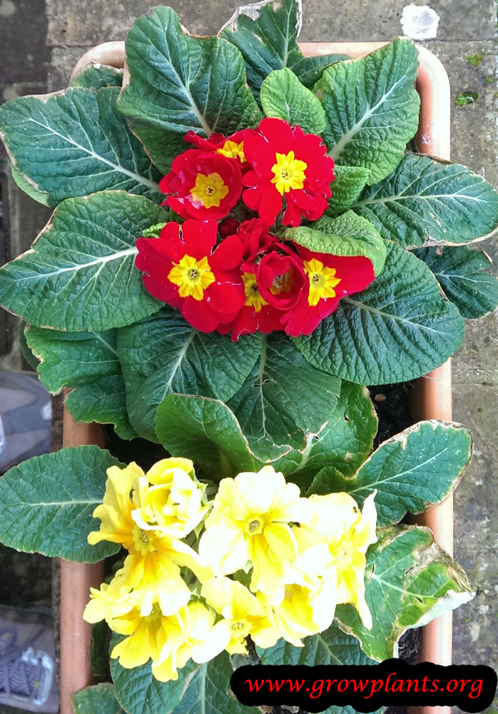 Primrose - How to grow & care