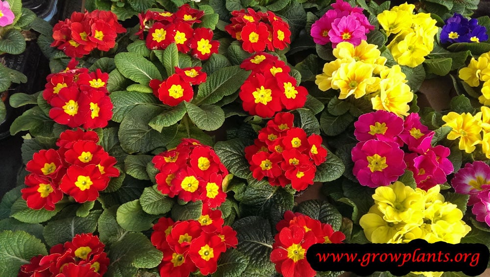 Primula vulgaris - How to grow plants