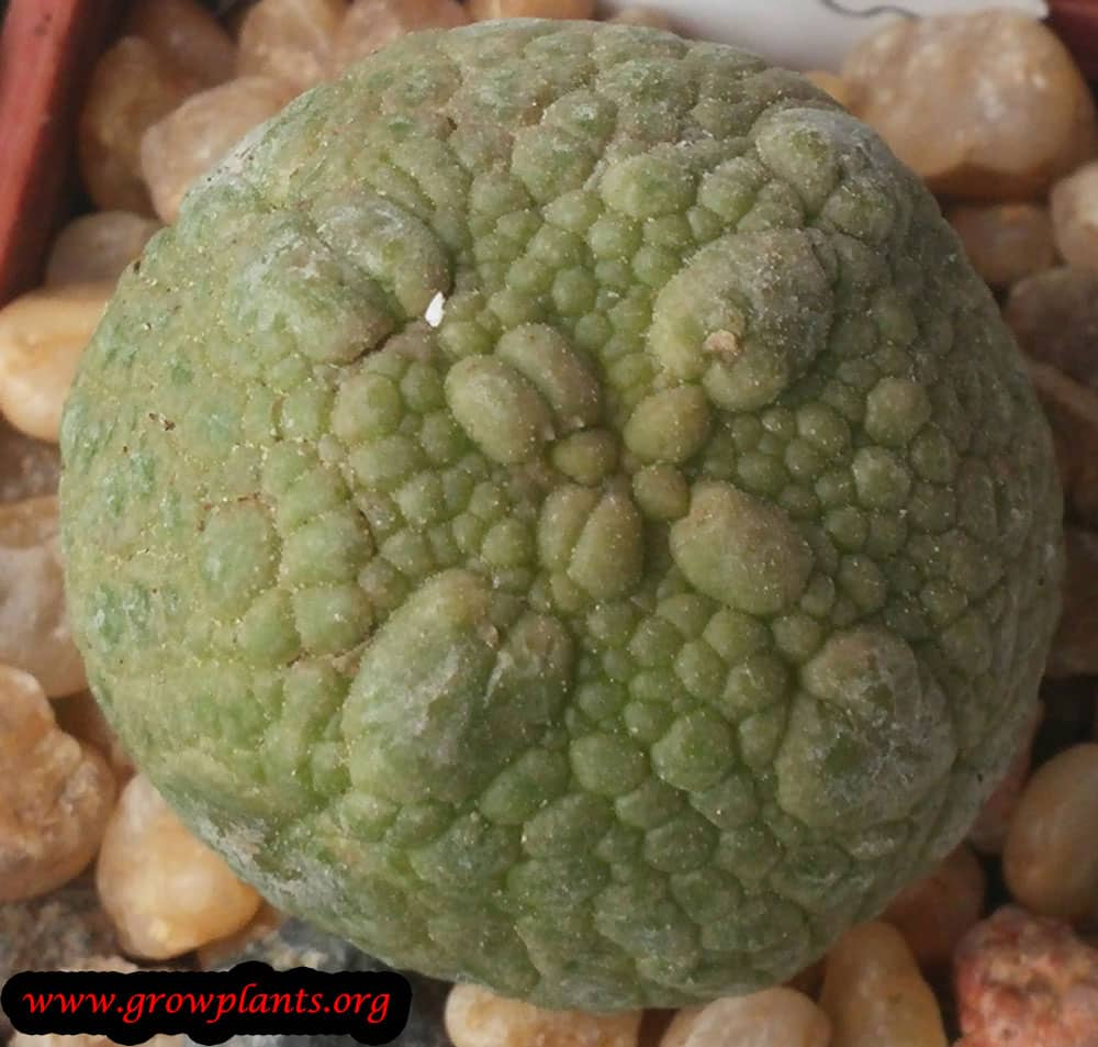 Pseudolithos - How to grow & care