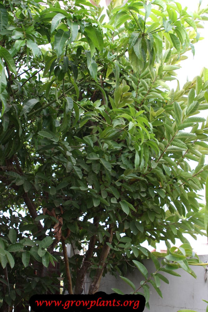 Psidium guajava - How to grow & care