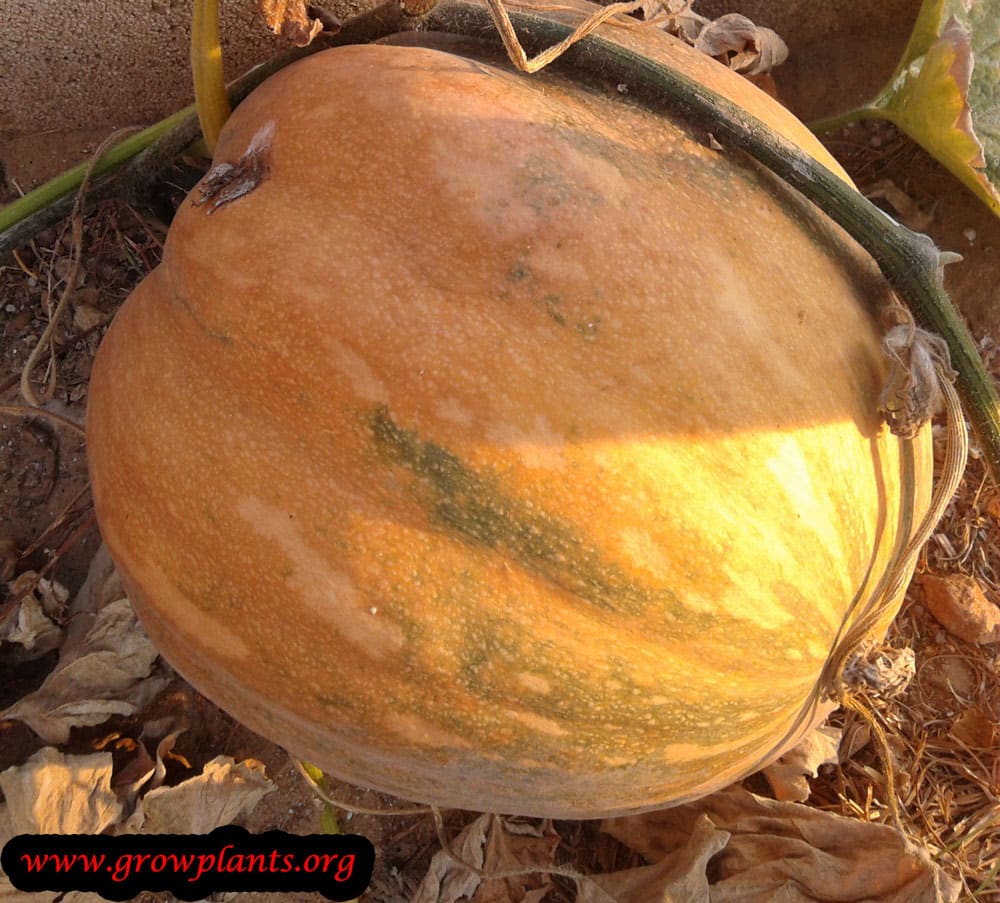 Pumpkin plant - How to grow & care