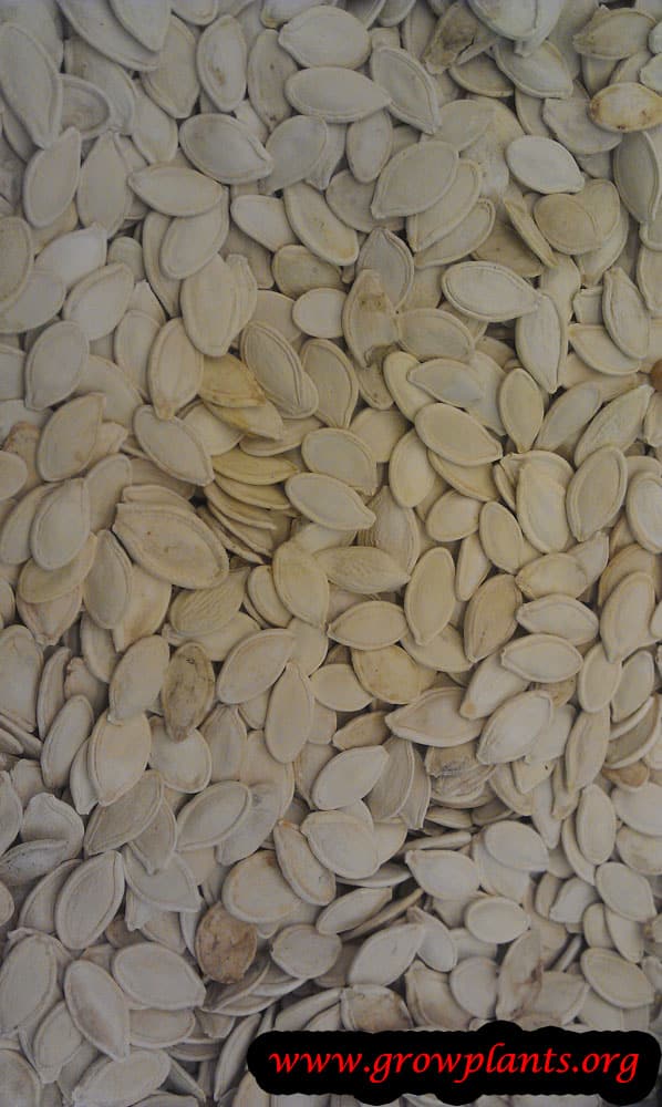 Pumpkin plant - How to grow & care