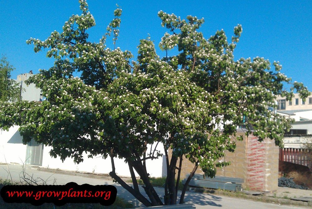 Quince tree - How to grow & care