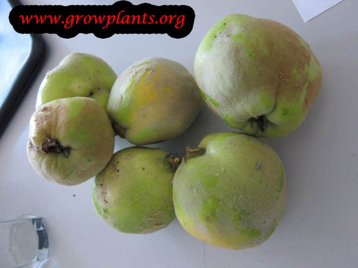 Edible Quince Tree For Sale at Alyssa Corrie blog