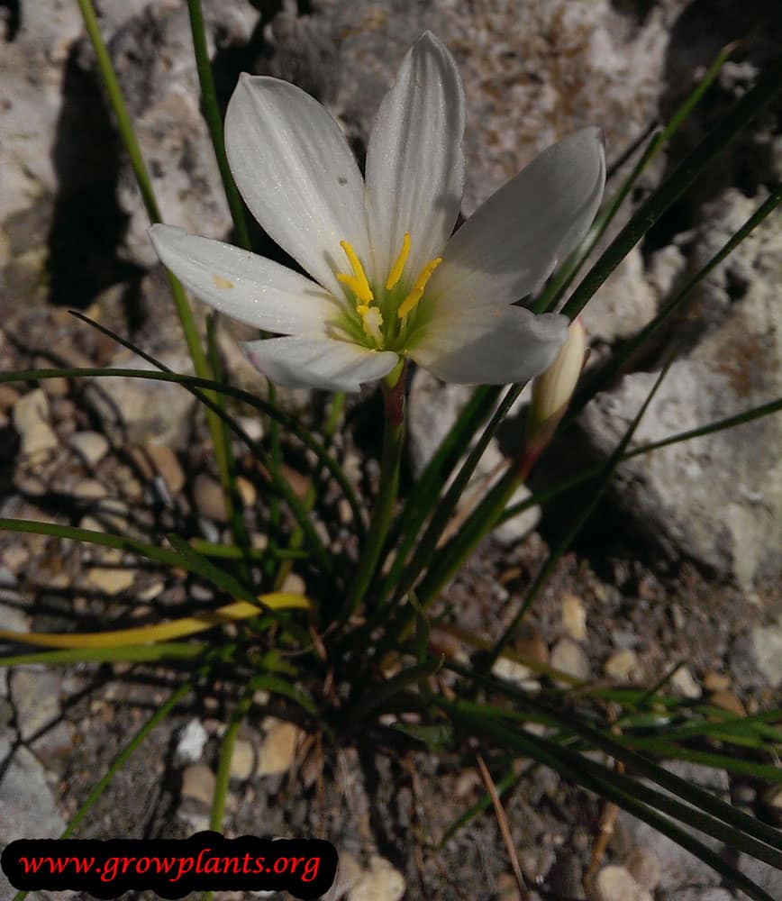 Rain lily - How to grow & care