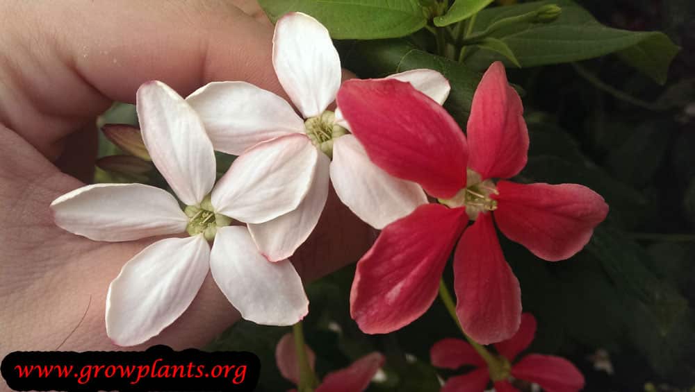 Rangoon creeper - How to grow & care