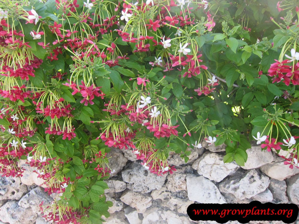 Rangoon creeper - How to grow & care