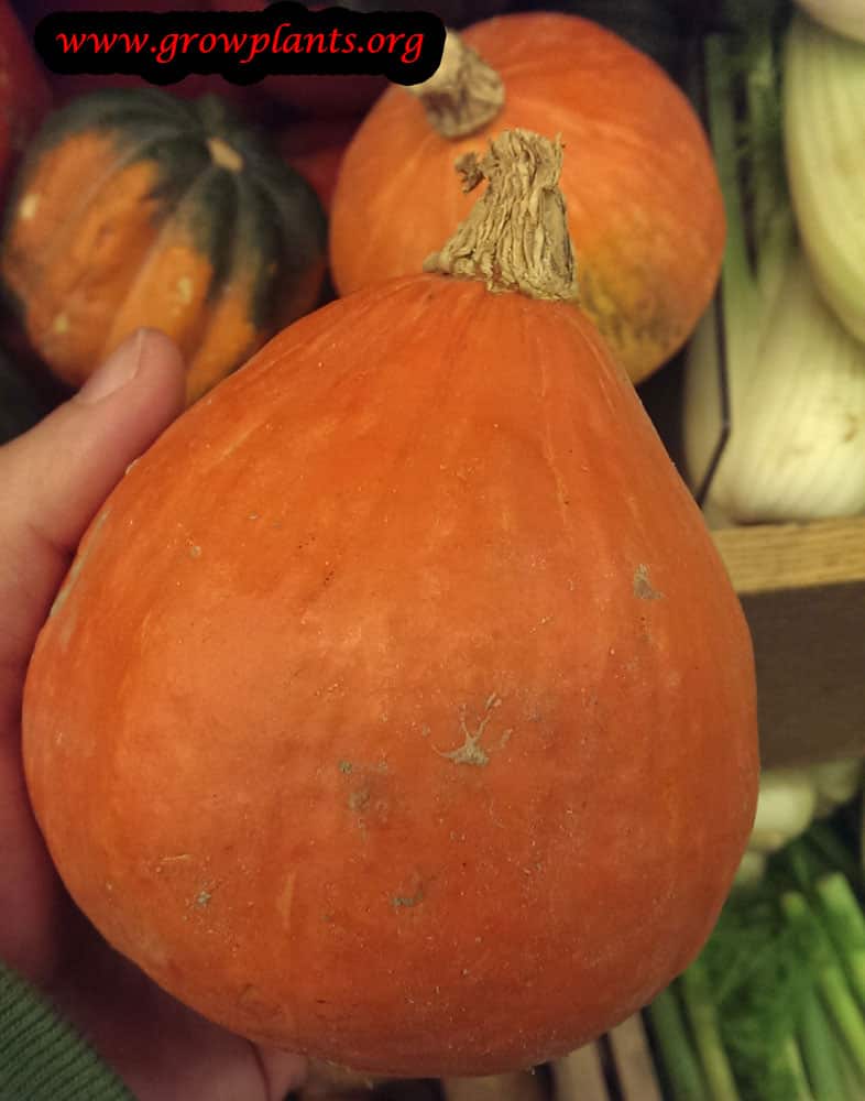 Red kuri squash - How to grow plants