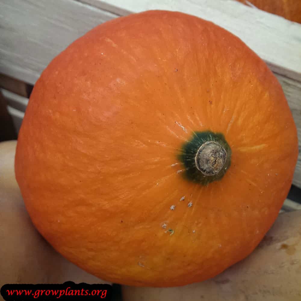Red kuri squash - How to grow plants