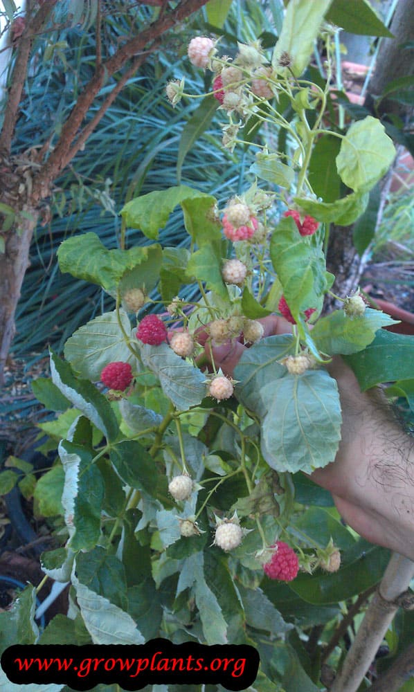 Red raspberry plant - How to grow plants