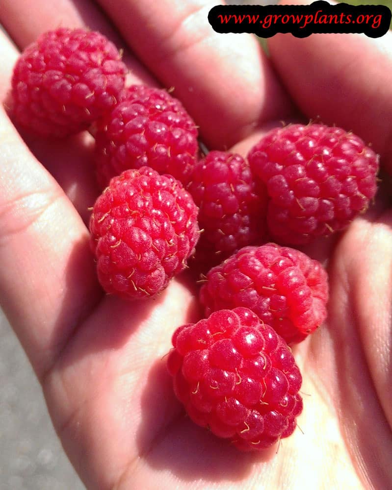 Red raspberry plant - How to grow plants