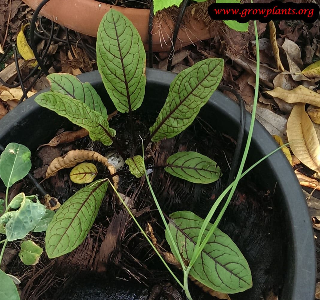 Rumex sanguineus - How to grow & care