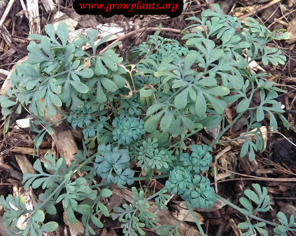 Ruta graveolens - How to grow & care