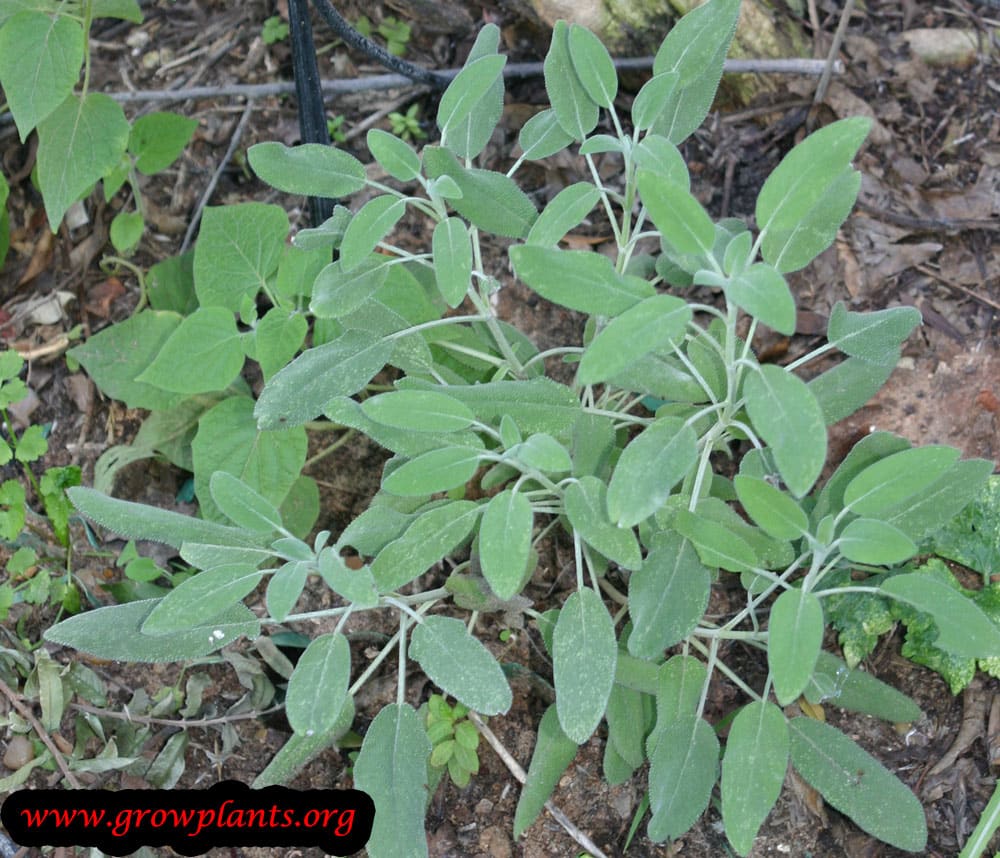 Salvia officinalis - How to grow & care
