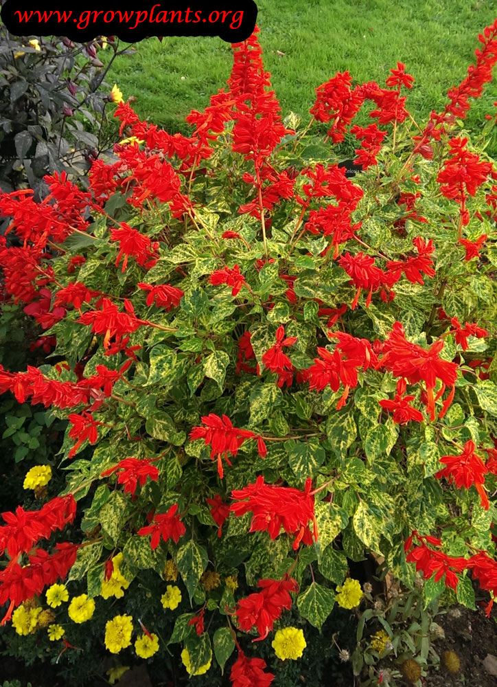 Salvia splendens - How to grow & care