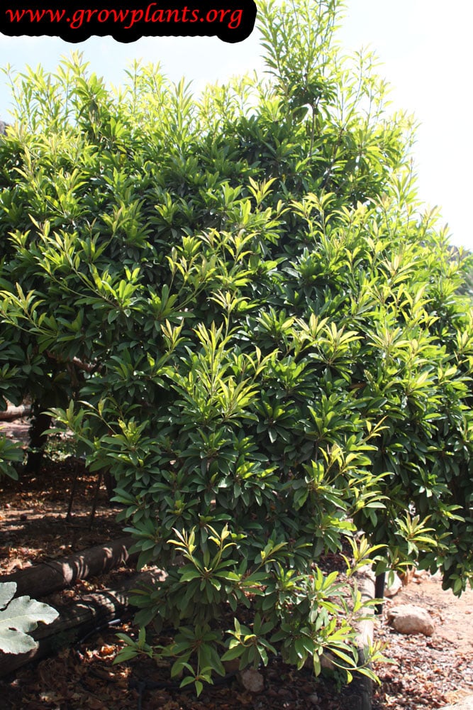 Sapodilla - How to grow & care