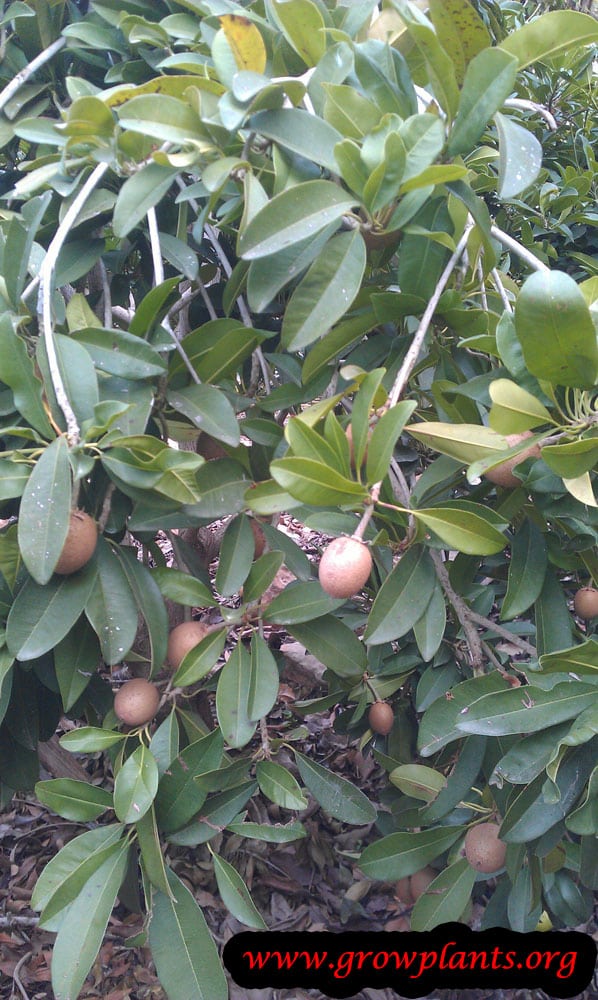 Sapodilla - How to grow & care