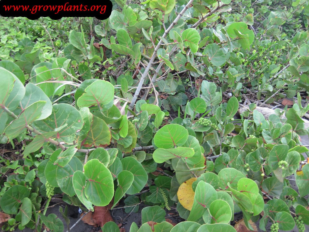 Sea grape - How to grow & care