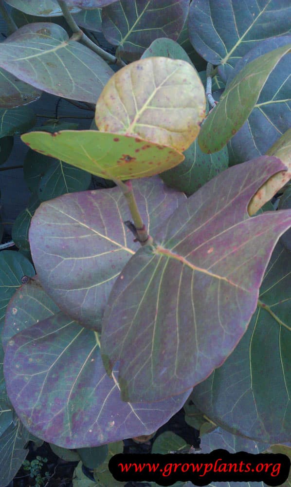 Sea grape - How to grow & care