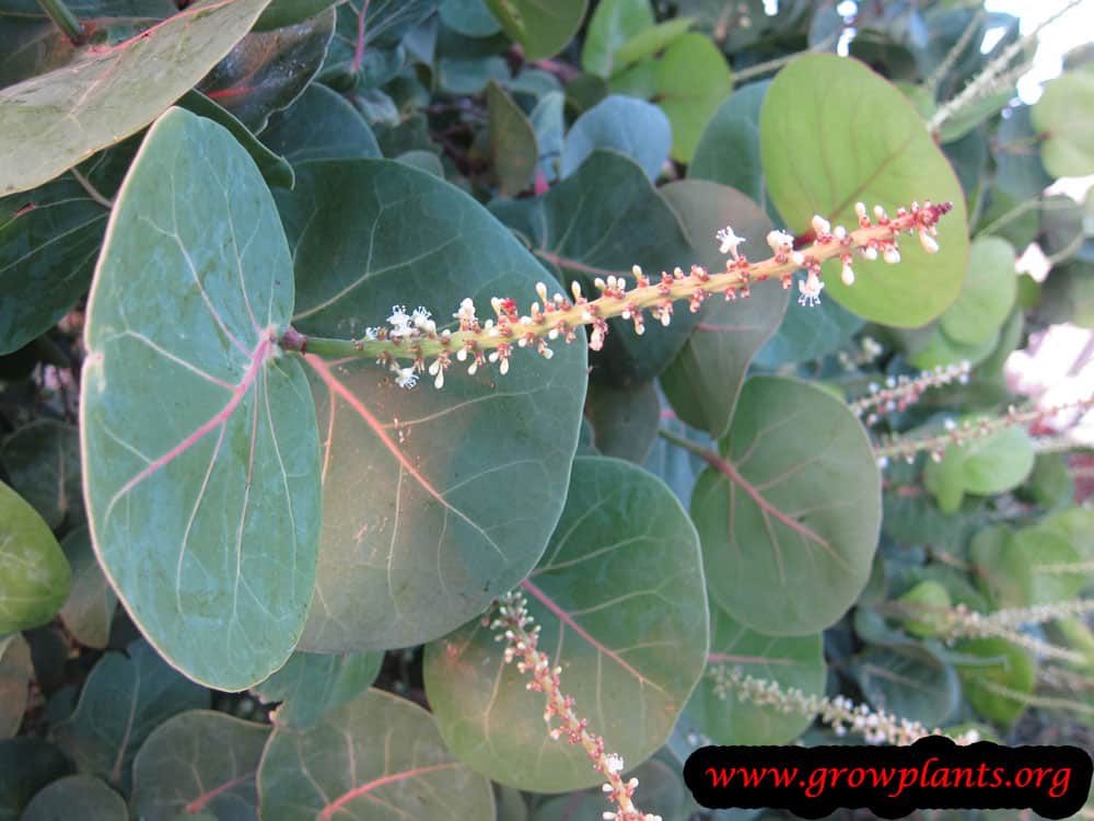 Sea grape - How to grow & care