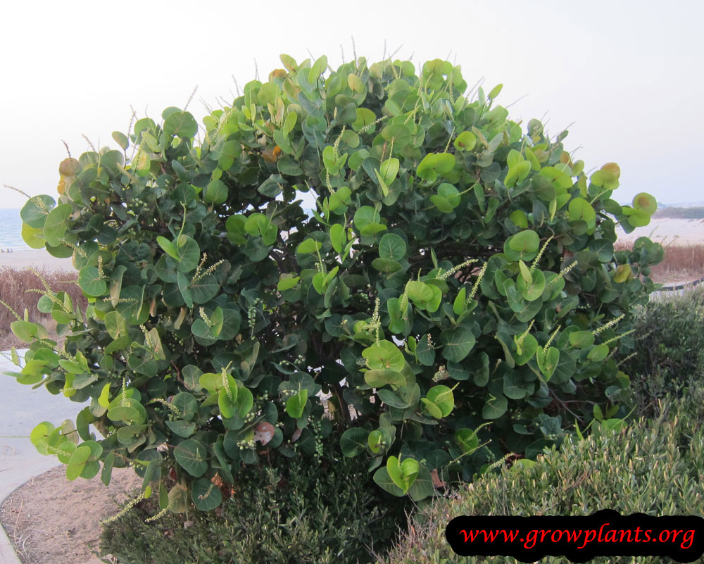Sea grape - How to grow & care