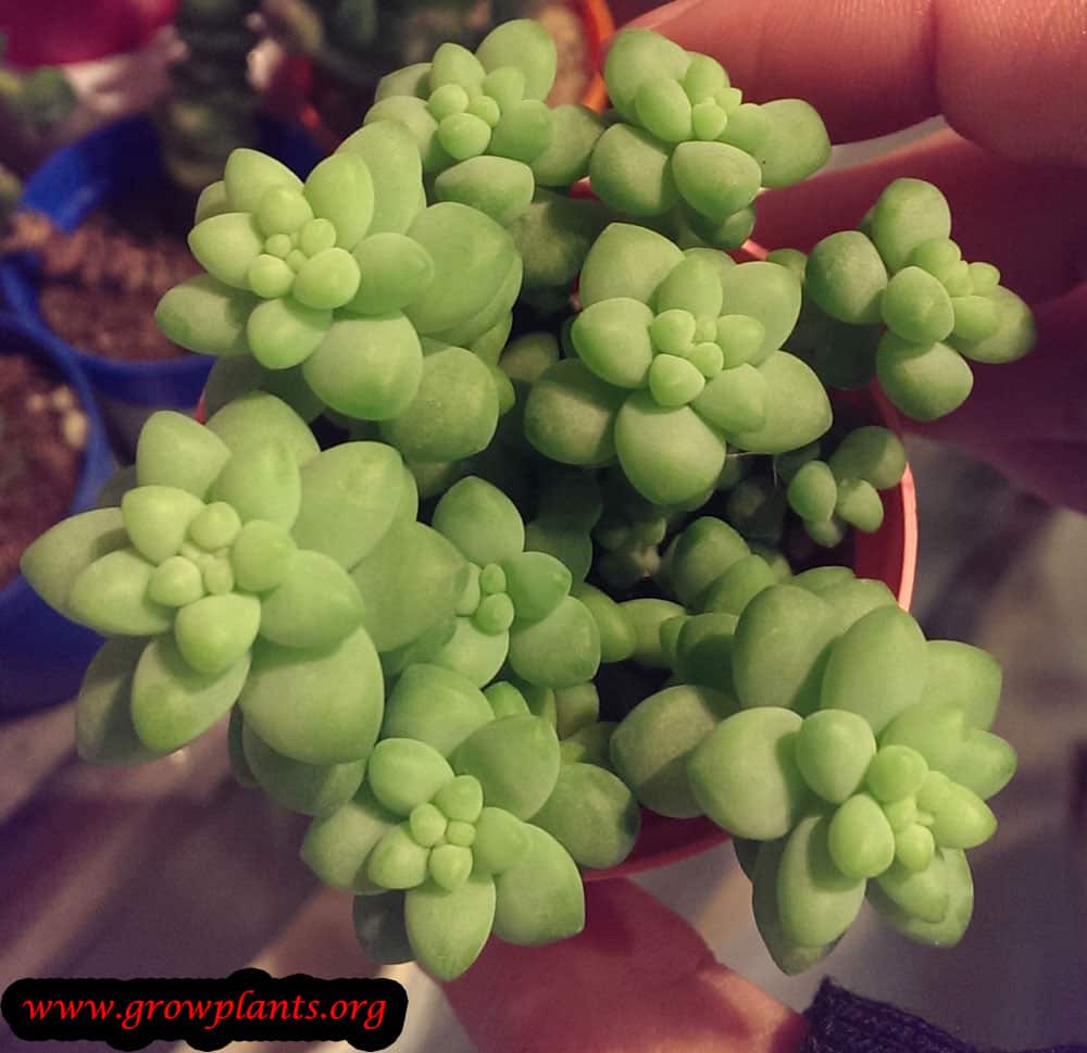 Sedum clavatum - How to grow & care