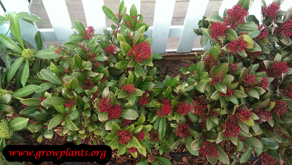 Skimmia japonica rubella - How to grow & care