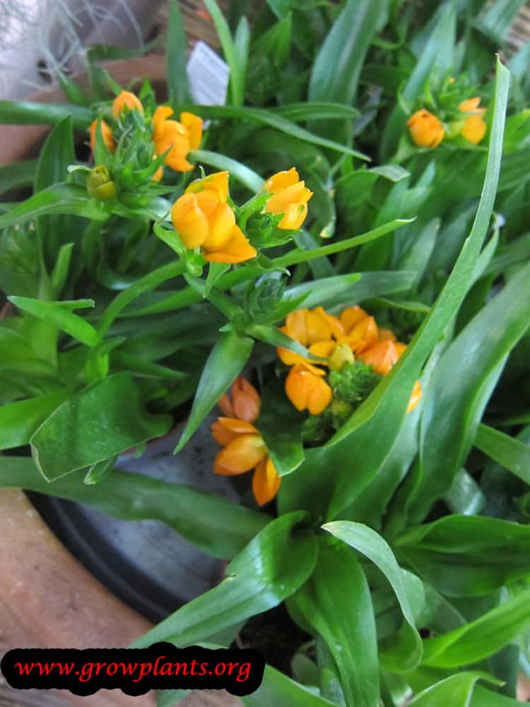 Star of Bethlehem plant - How to grow & care