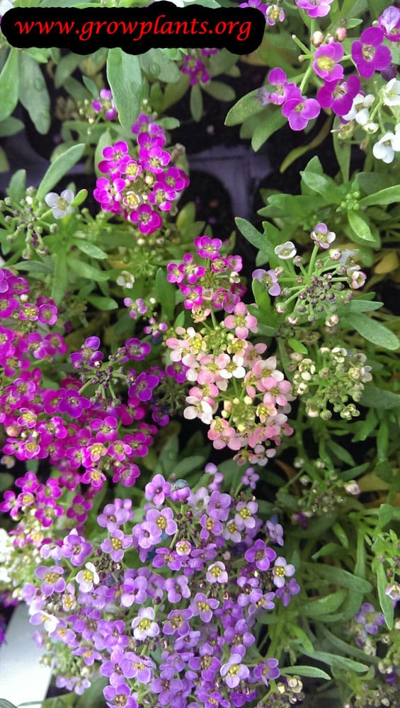 Sweet alyssum - How to grow & care Sweet alyssum - How to grow & care