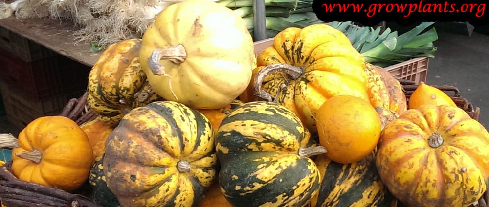 Sweet dumpling squash - How to grow & care