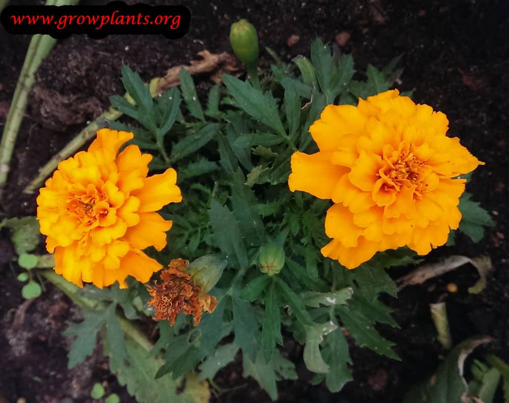 Tagetes patula - How to grow & care