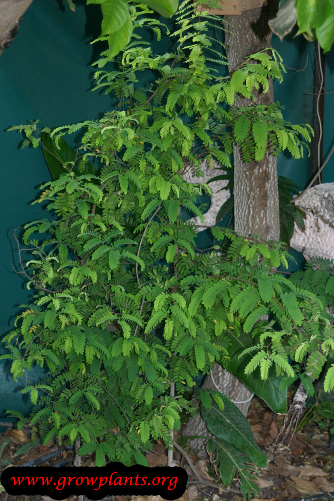 Tamarind - How to grow & care