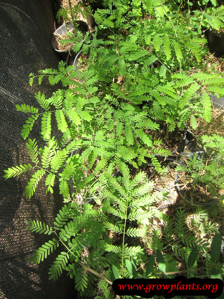 Tamarind - How to grow & care