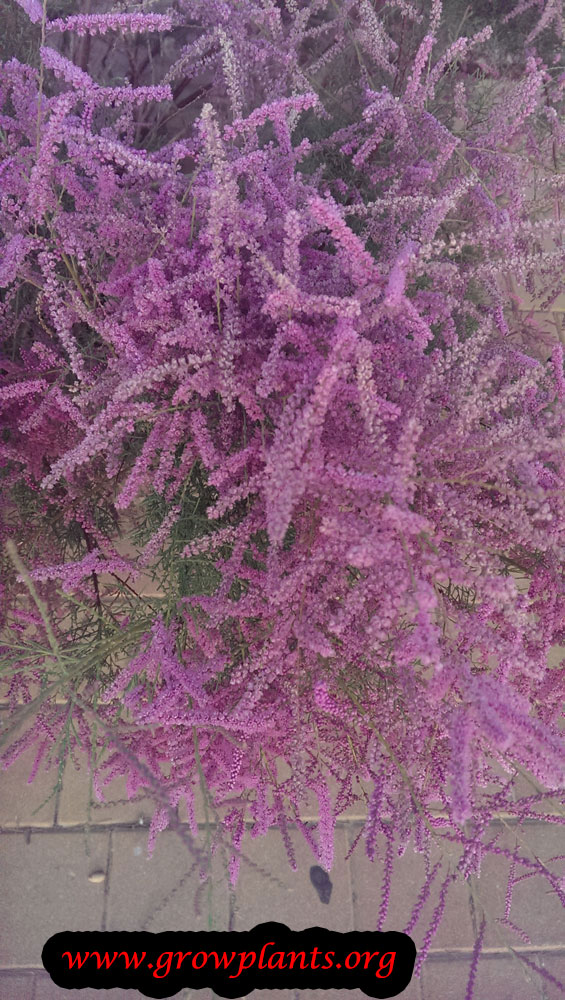 Tamarisk - How to grow & care