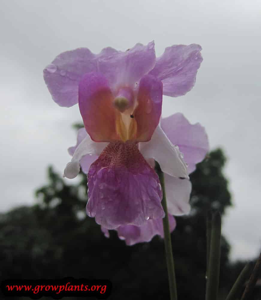 Terete Vanda - How to grow & care