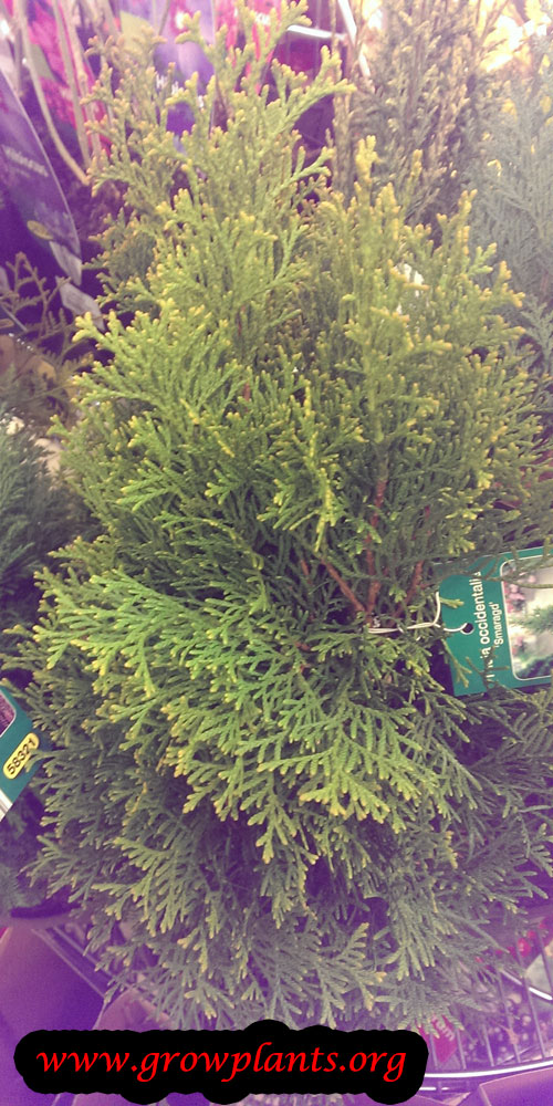 Thuja occidentalis - How to grow & care
