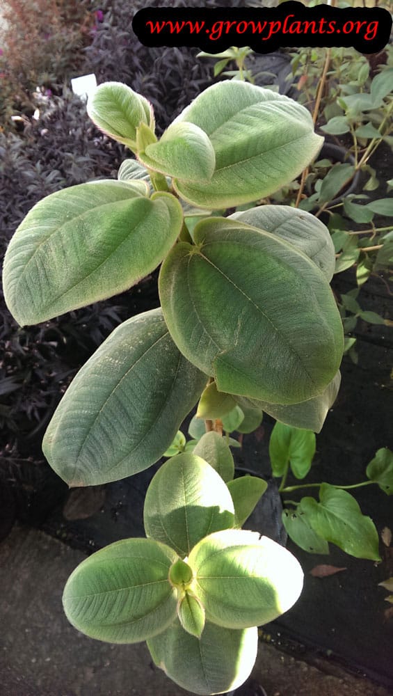 Tibouchina - How to grow & care