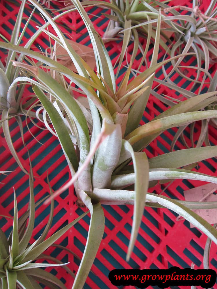 Tillandsia - How to grow & care