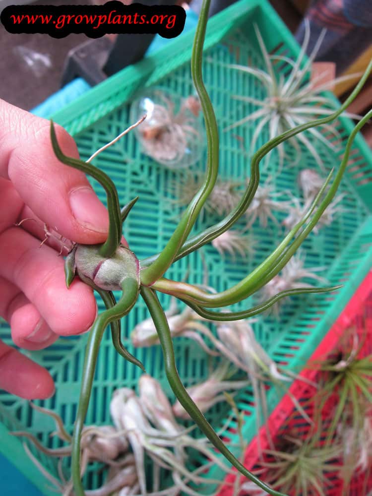 Tillandsia Bulbosa - How to grow & care