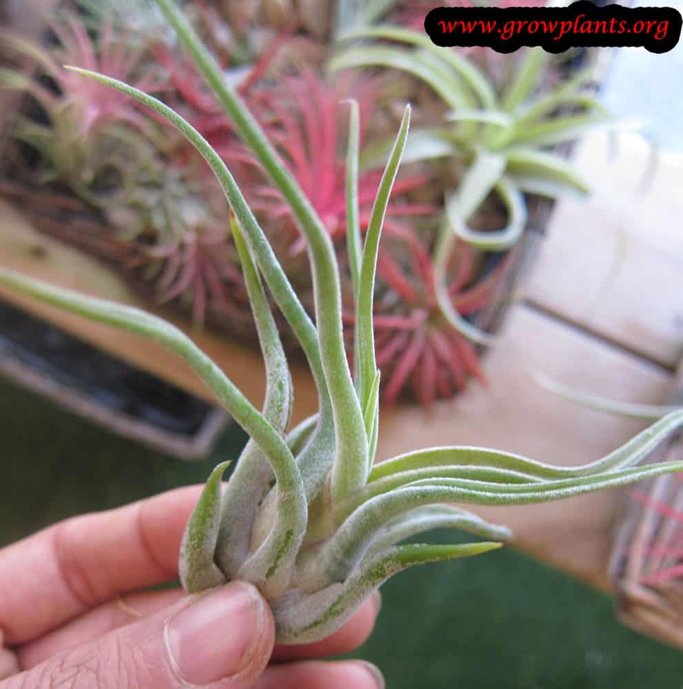 Tillandsia circinata - How to grow & care