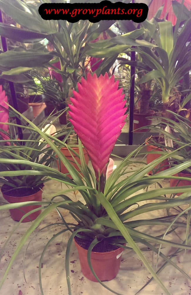 Tillandsia cyanea - How to grow & care