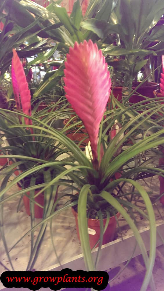 Tillandsia cyanea - How to grow & care