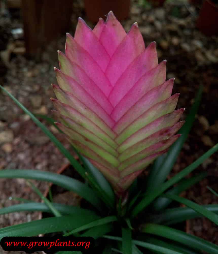Tillandsia cyanea - How to grow & care